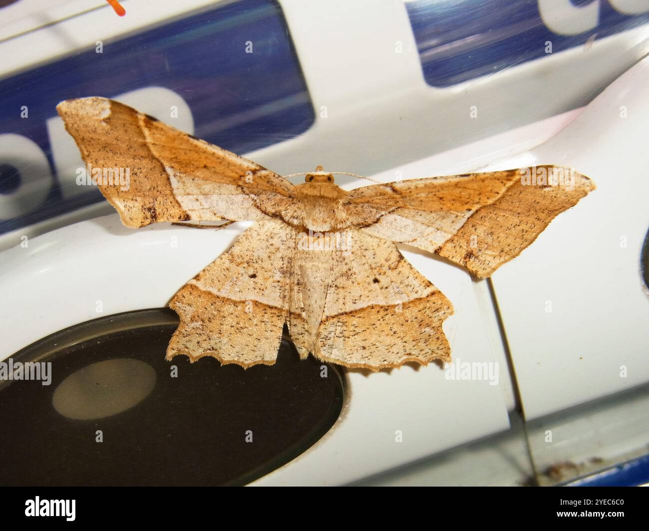 Krananda hi-res stock photography and images - Alamy