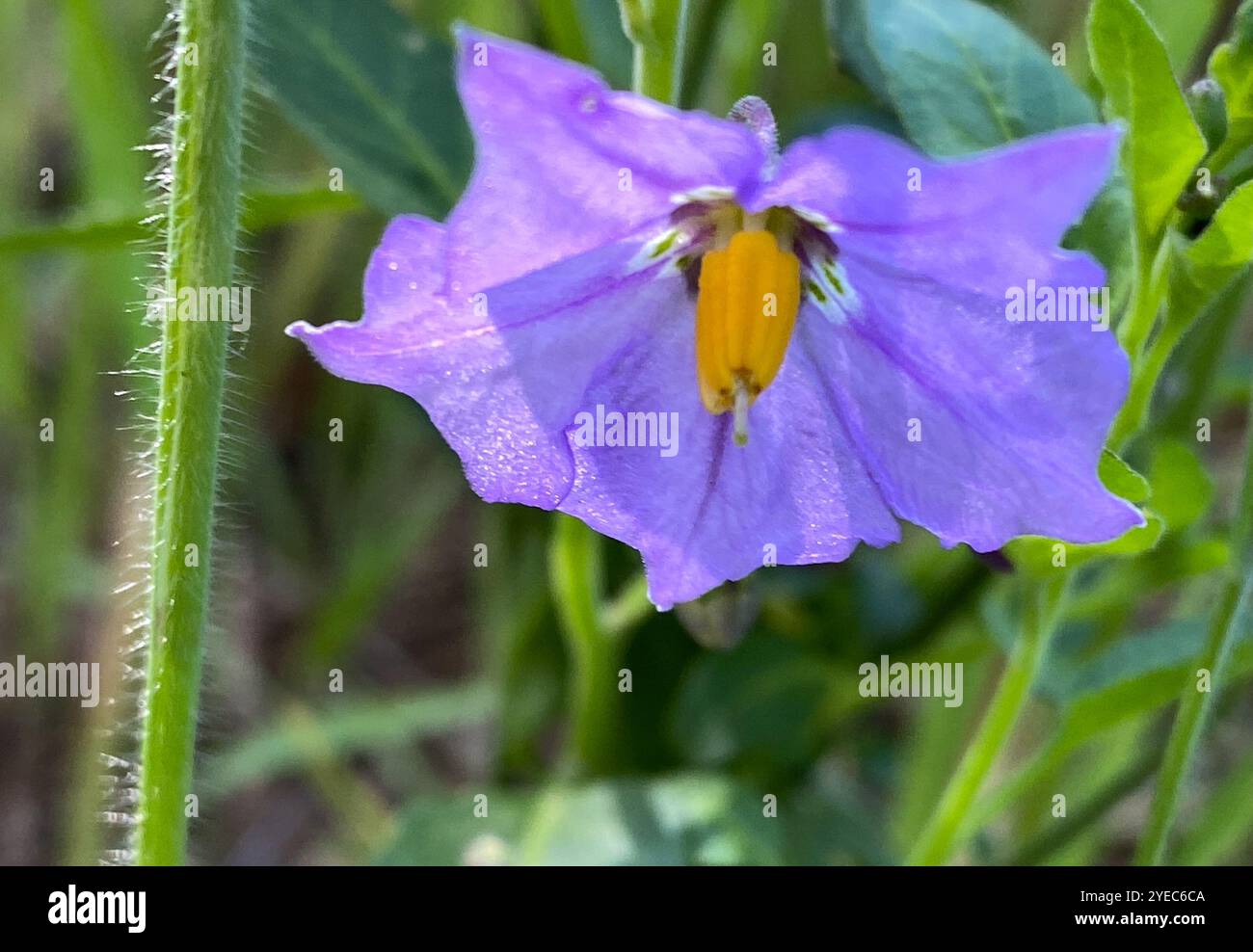 purple nightshade (Solanum xanti Stock Photo - Alamy