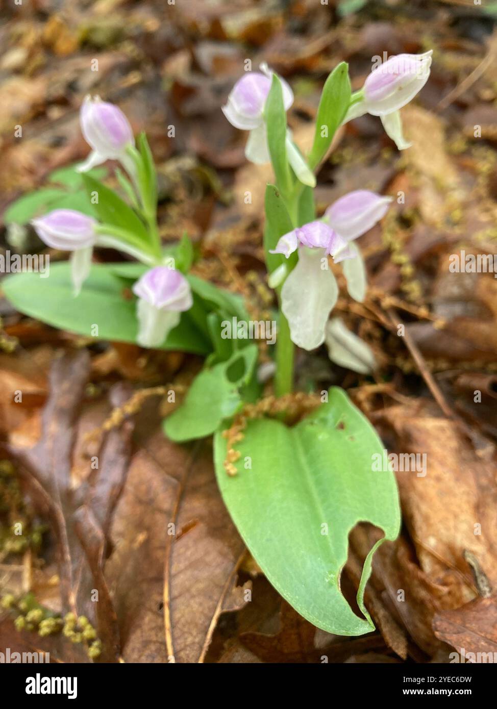 showy orchis (Galearis spectabilis Stock Photo - Alamy