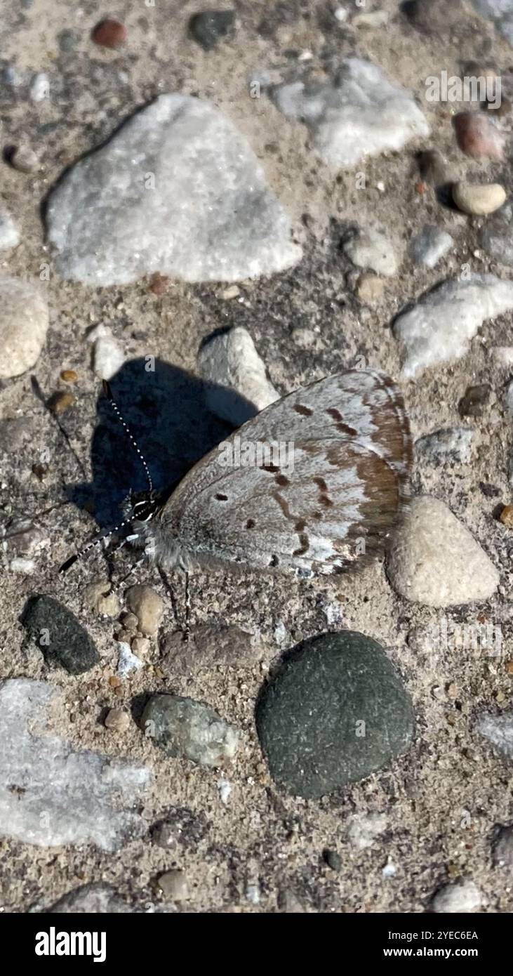 Northern Azure (Celastrina lucia Stock Photo - Alamy