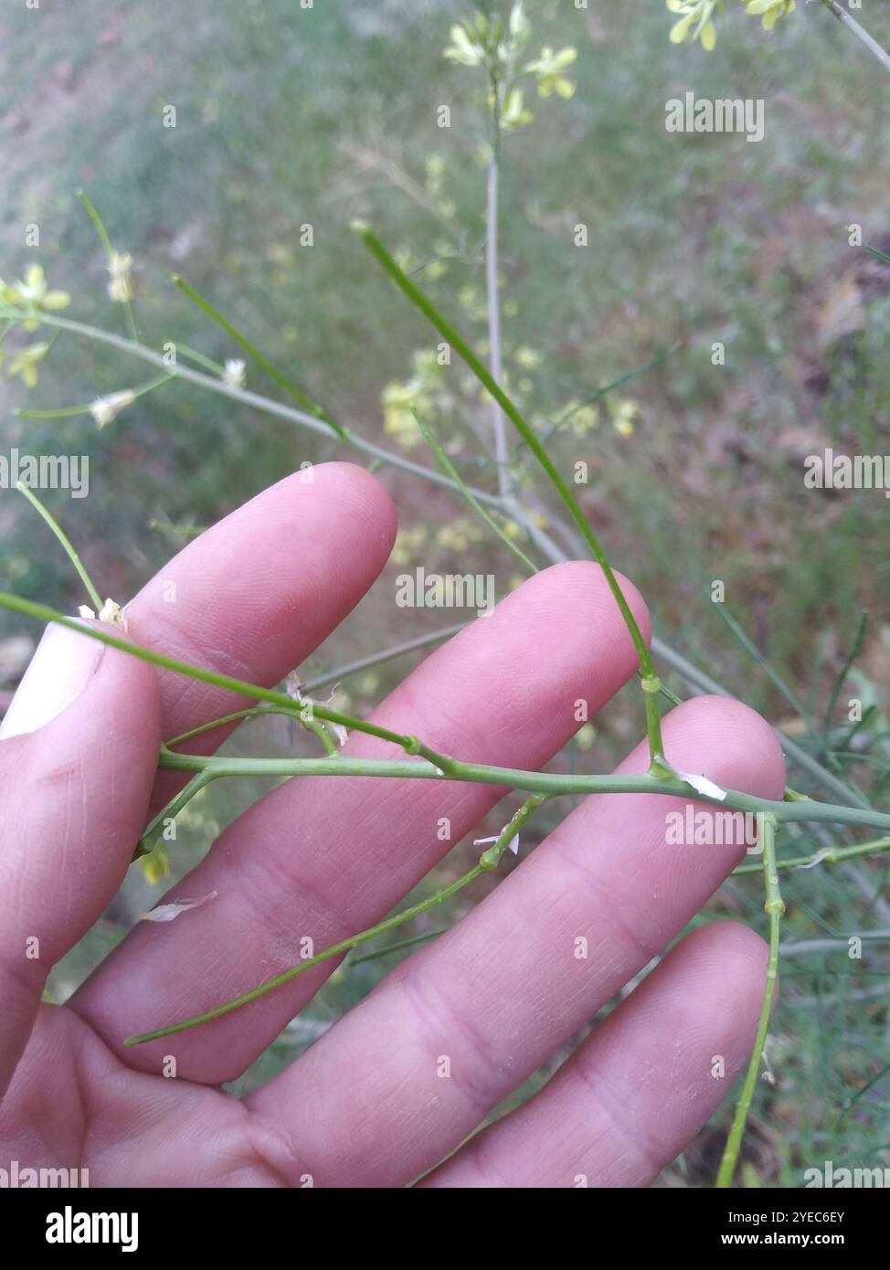 Tall Tumblemustard (Sisymbrium altissimum Stock Photo - Alamy