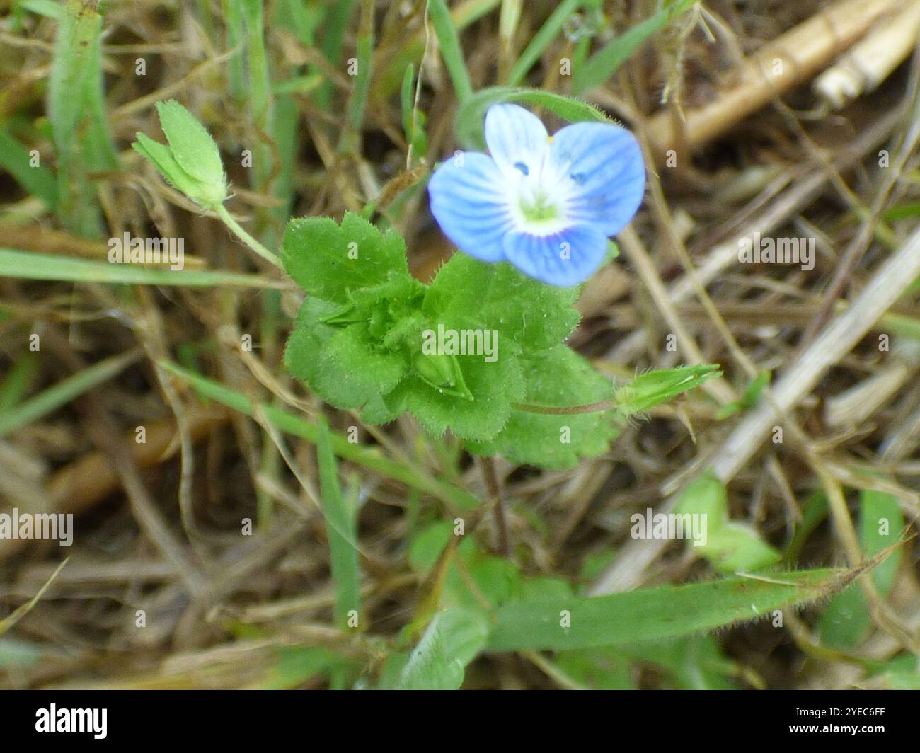 bird's-eye speedwell (Veronica persica Stock Photo - Alamy