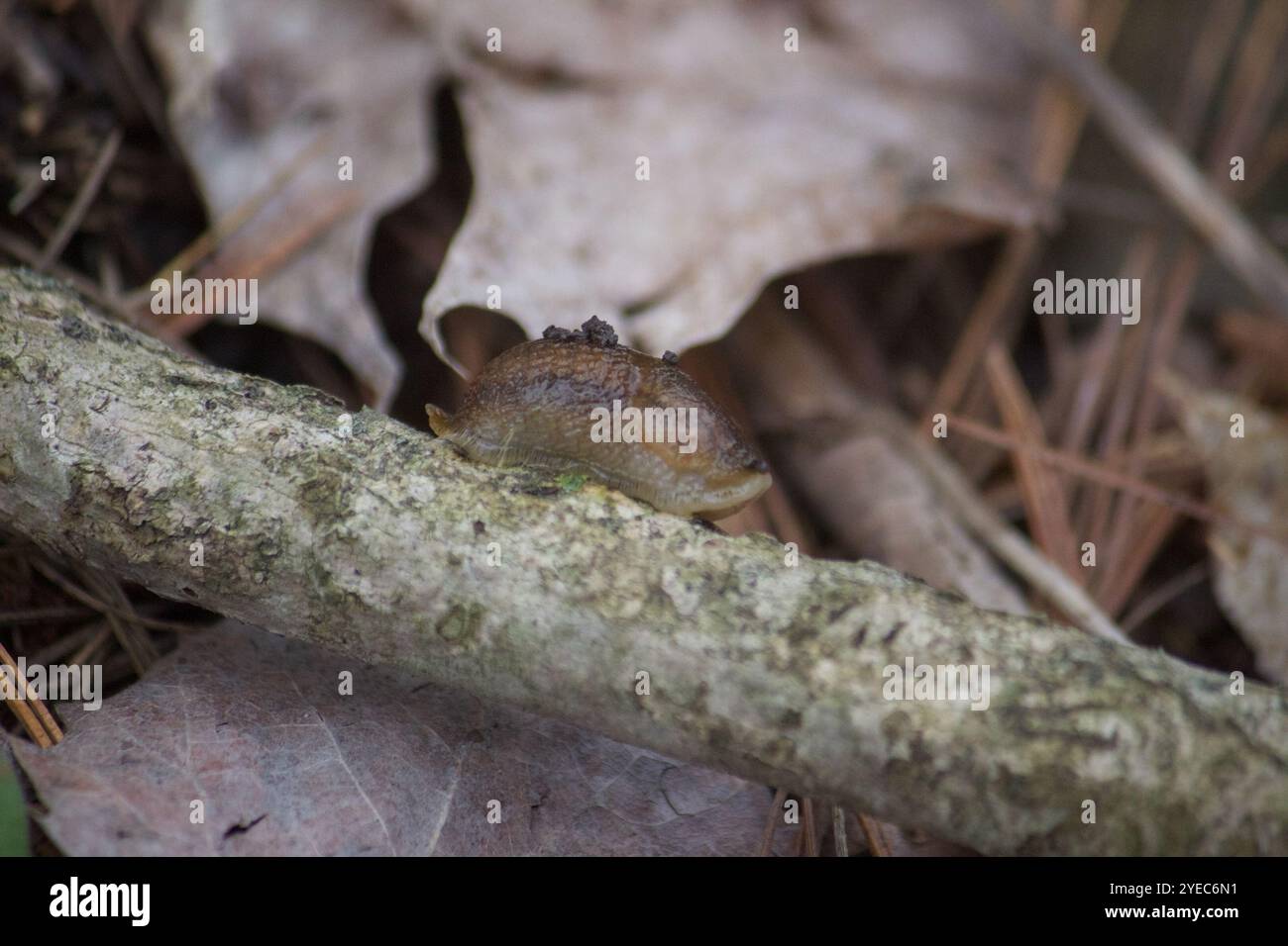 Western Dusky Slug (Arion subfuscus Stock Photo - Alamy