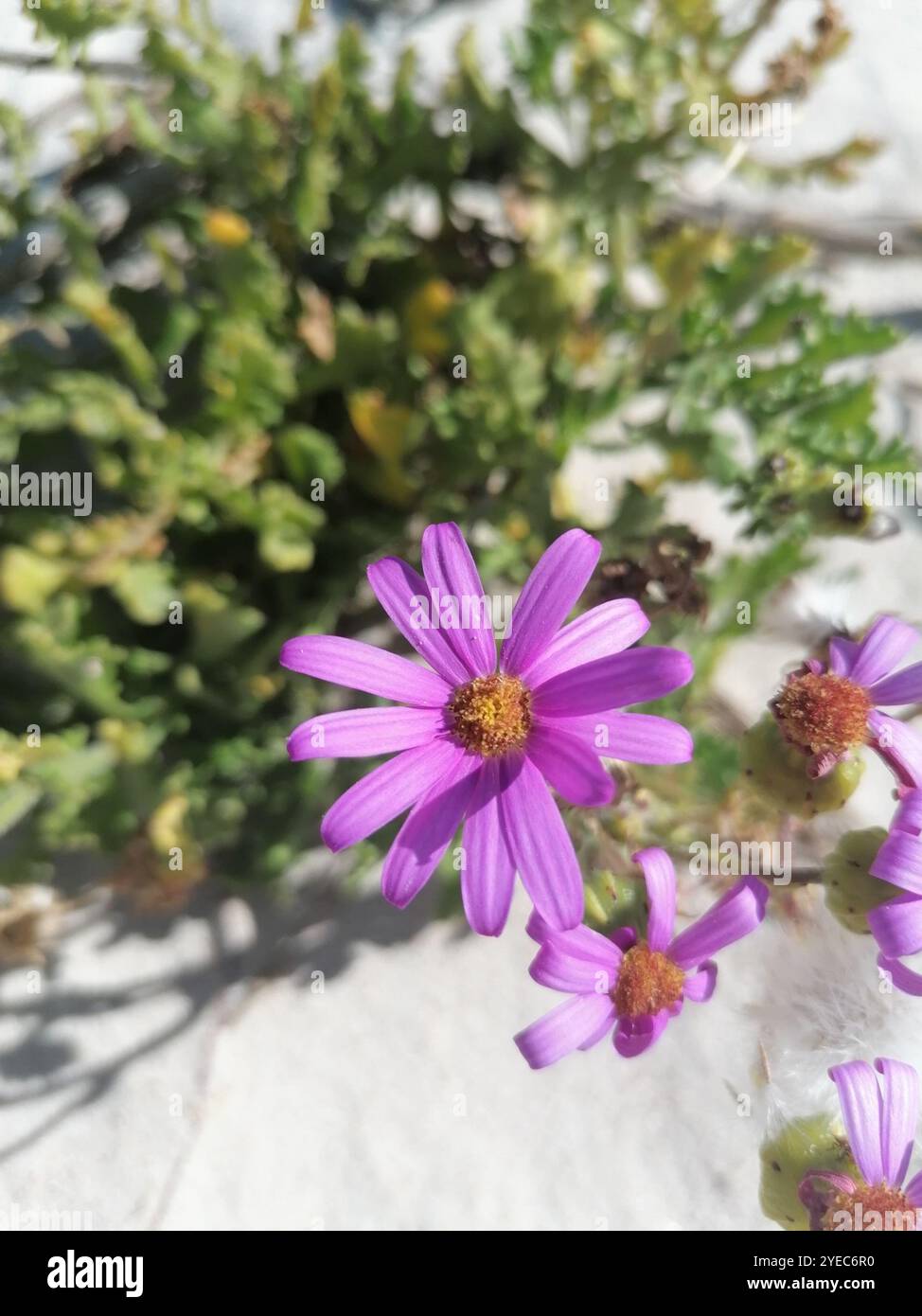 Senecio arenarius hi-res stock photography and images - Alamy