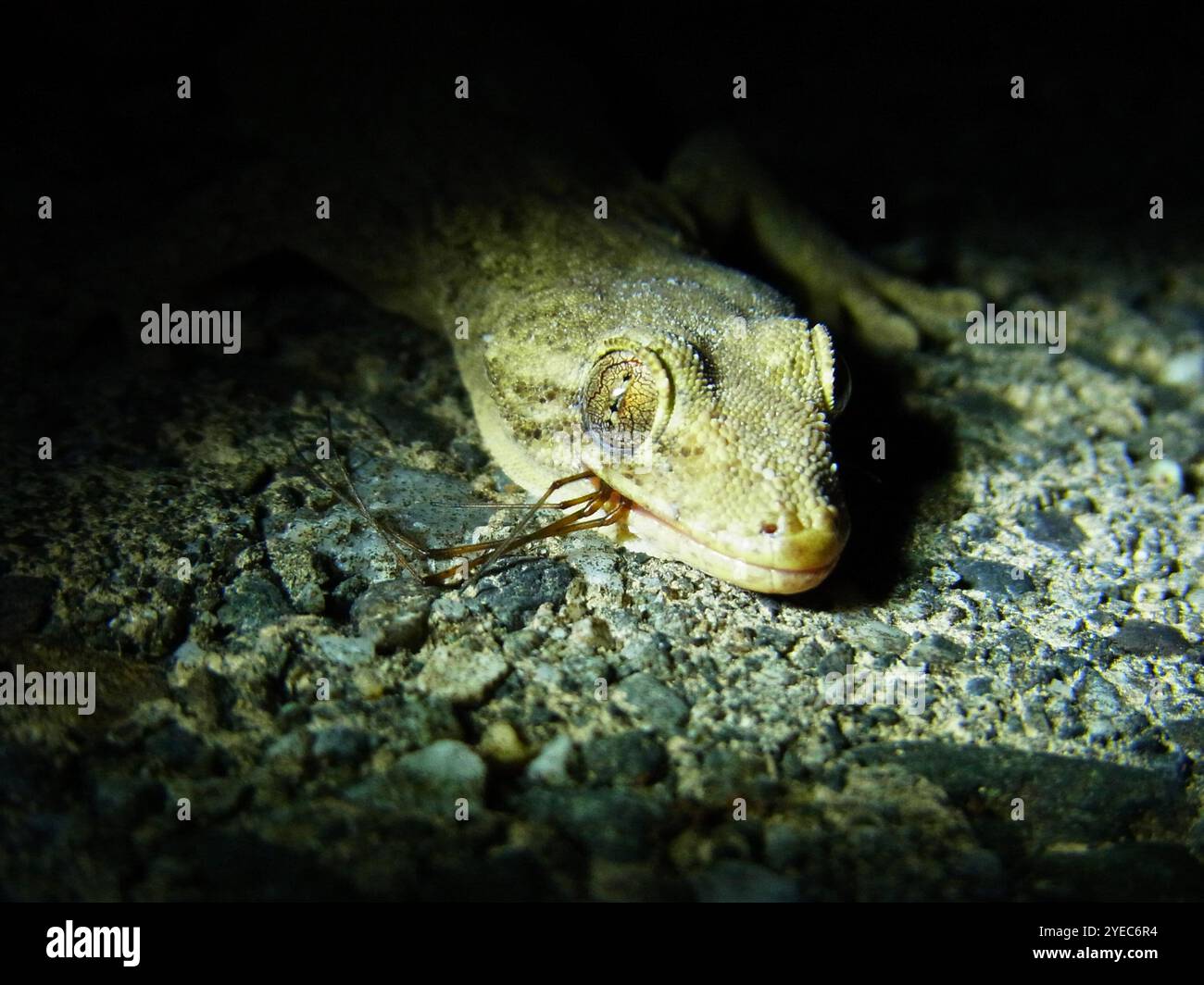 Japanese Giant Gecko (Gekko japonicus Stock Photo - Alamy