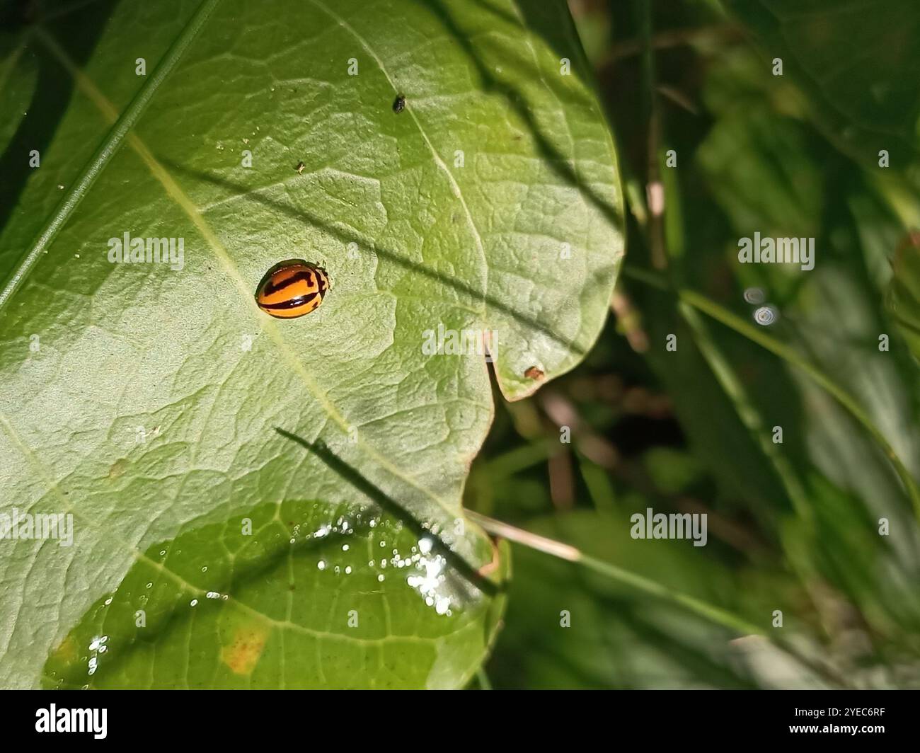 Micraspis hi-res stock photography and images - Alamy