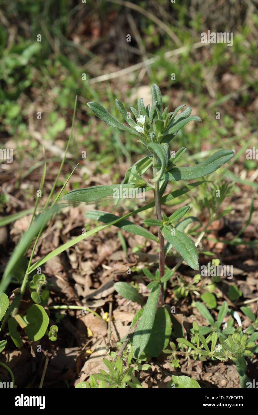 corn gromwell (Buglossoides arvensis Stock Photo - Alamy