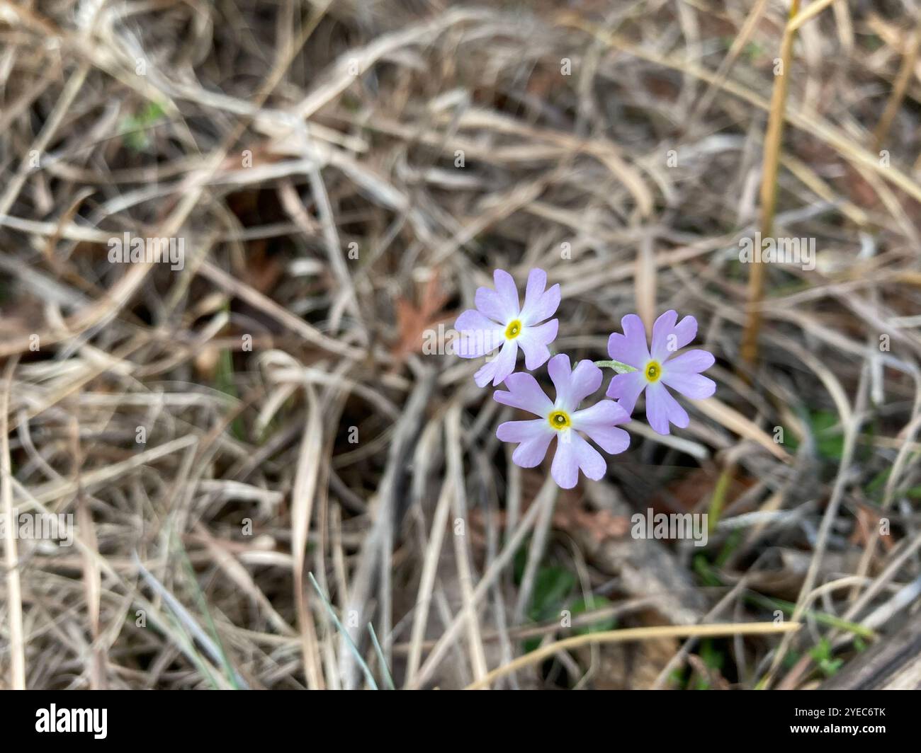 Mistassini Primrose (Primula mistassinica Stock Photo - Alamy