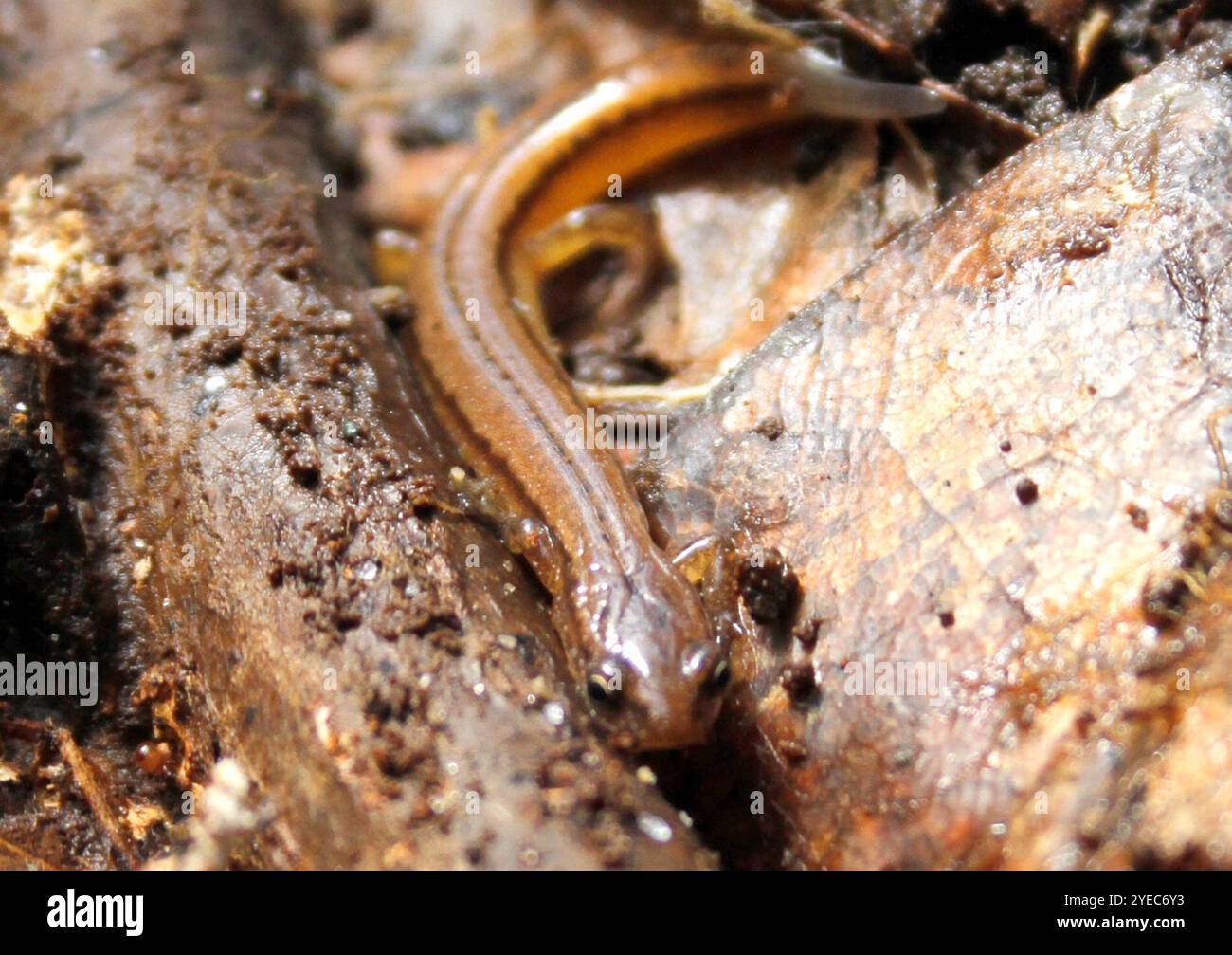 Chamberlain's Dwarf Salamander (Eurycea chamberlaini Stock Photo - Alamy
