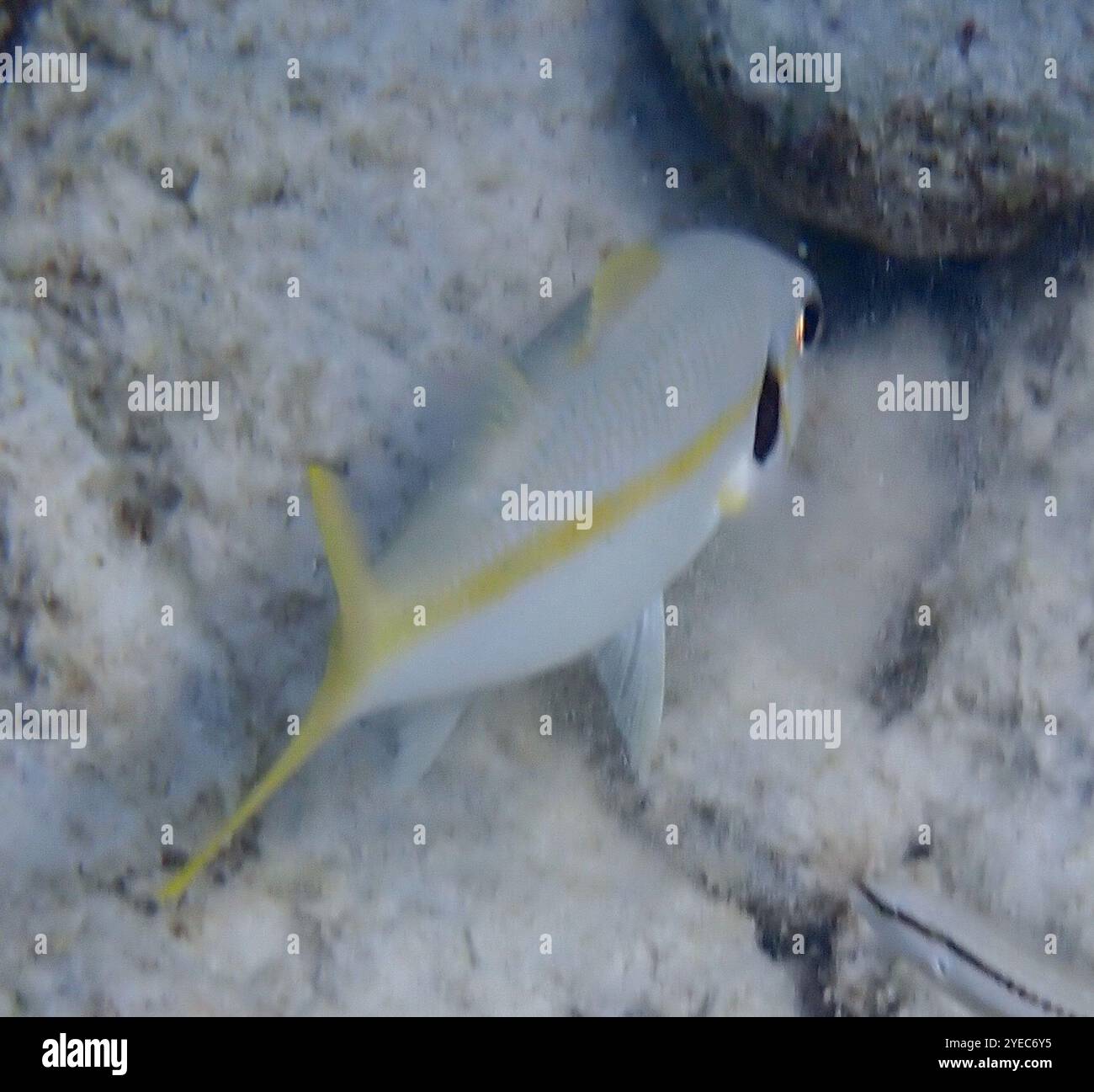 Yellow Goatfish (Mulloidichthys martinicus Stock Photo - Alamy