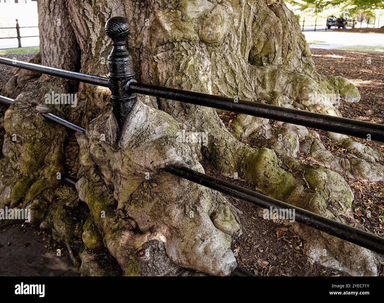 beech tree roots growing around a fence Stock Photo - Alamy