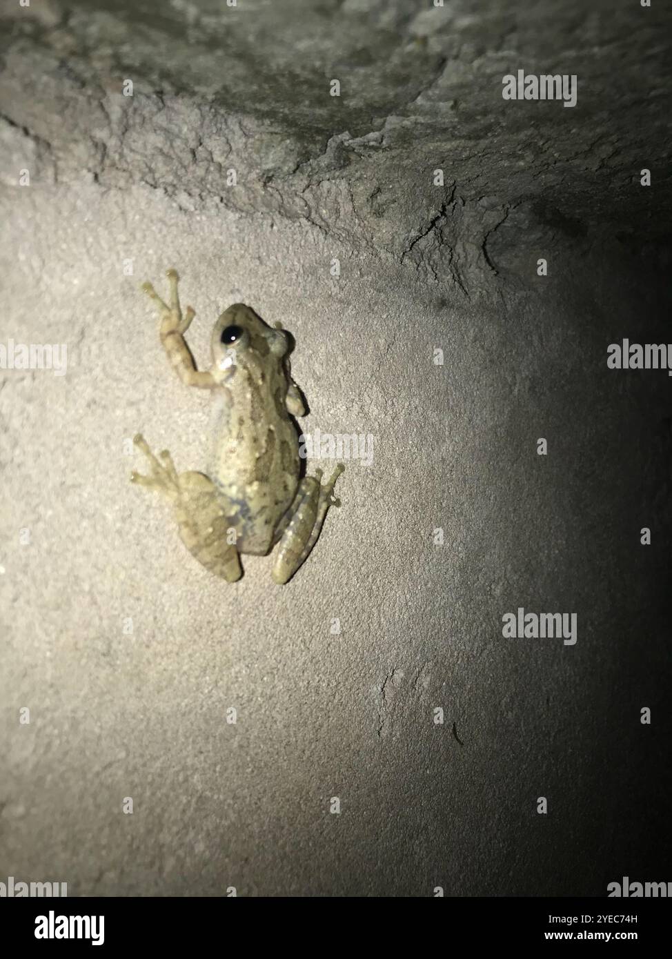 Argentine Snouted Tree Frog (Scinax granulatus Stock Photo - Alamy