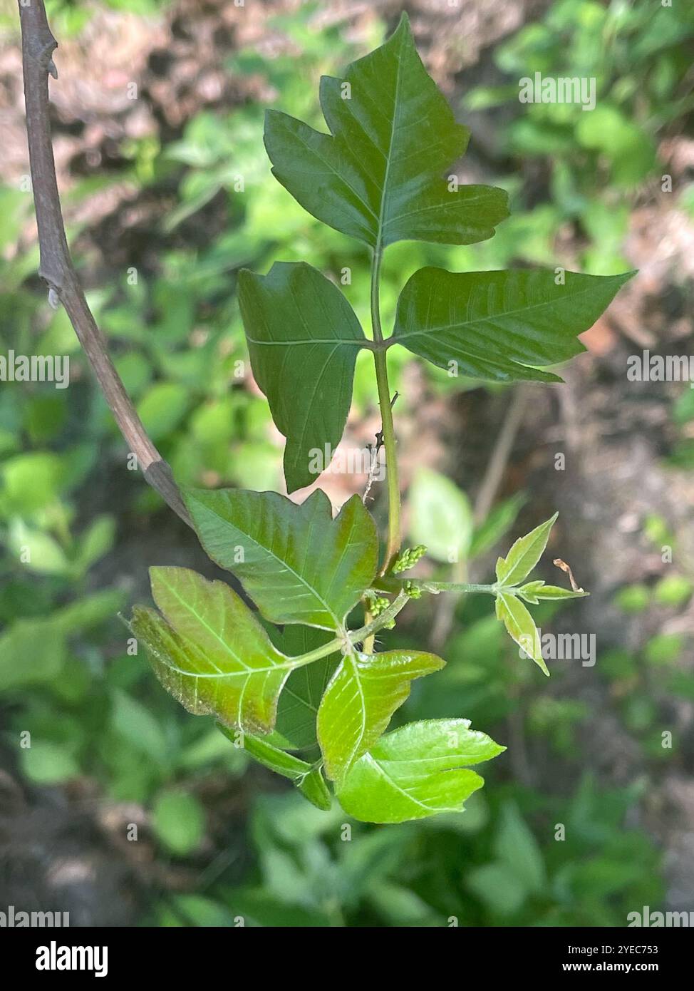 poison ivies and oaks (Toxicodendron Stock Photo - Alamy