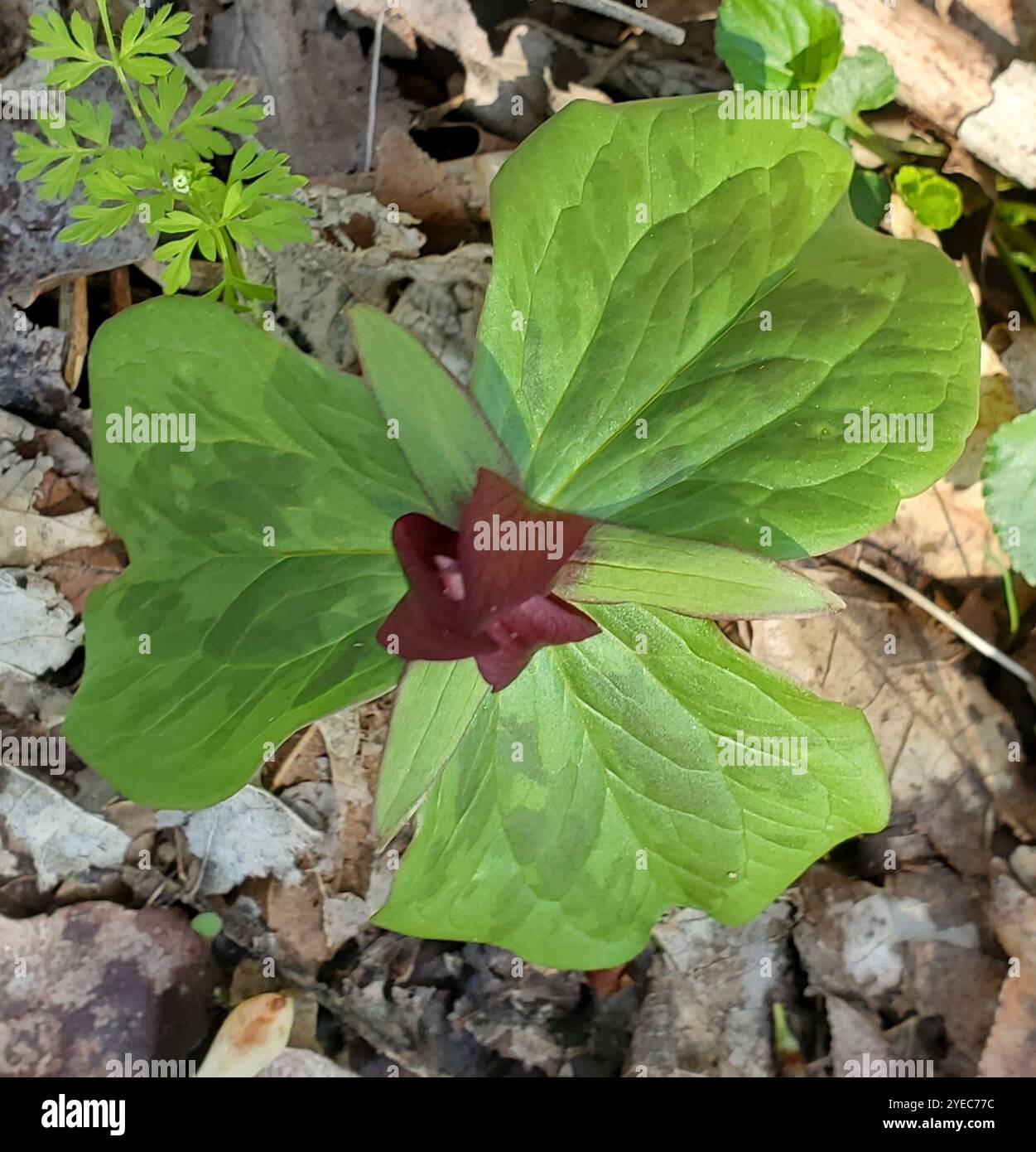 toadshade (Trillium sessile Stock Photo - Alamy