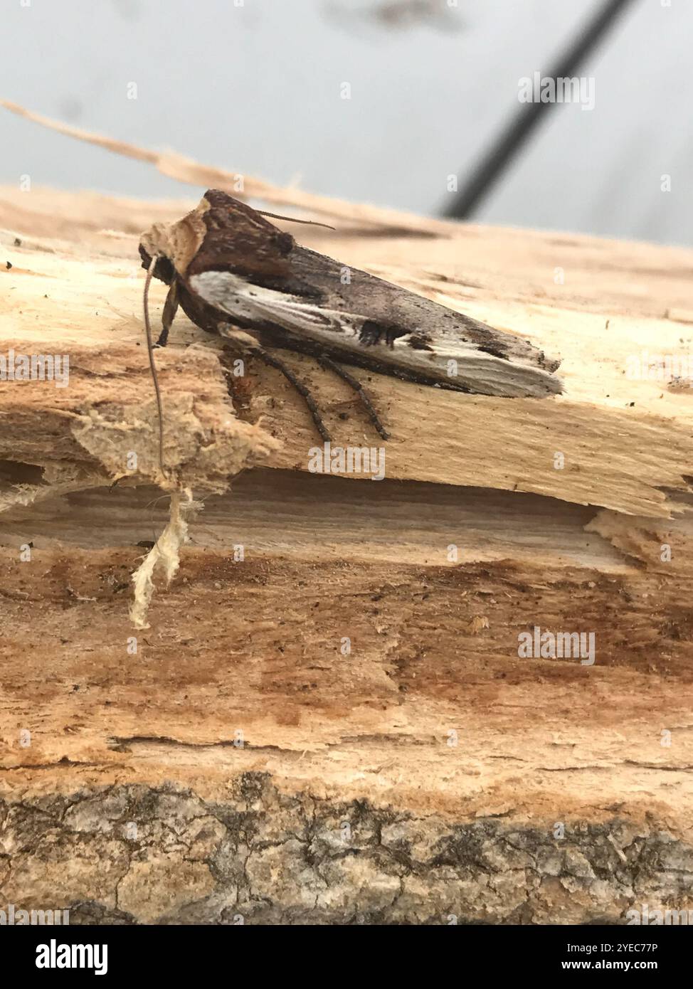 Dot-and-Dash Swordgrass Moth (Xylena curvimacula Stock Photo - Alamy