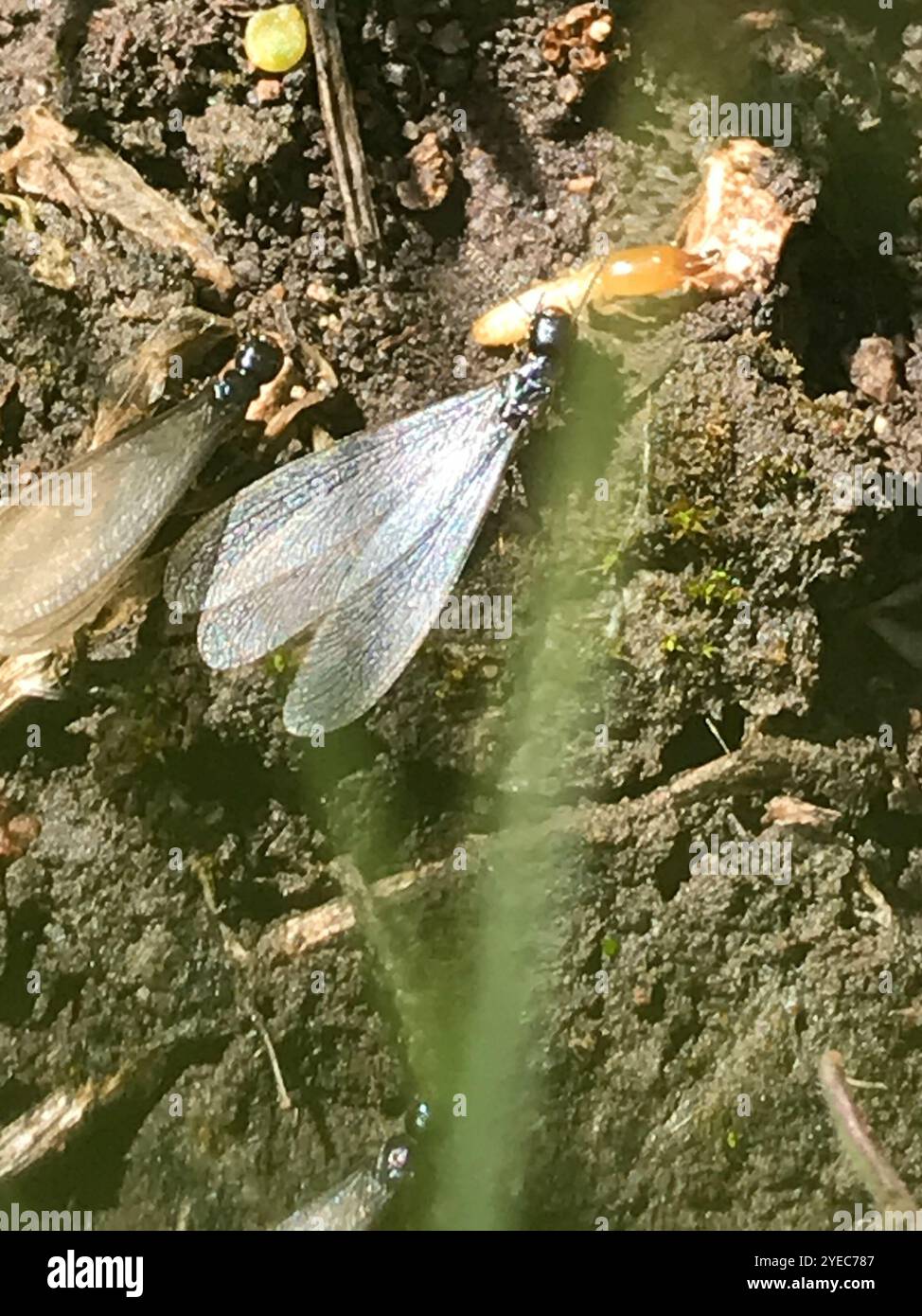 Eastern Subterranean Termite (Reticulitermes flavipes Stock Photo - Alamy