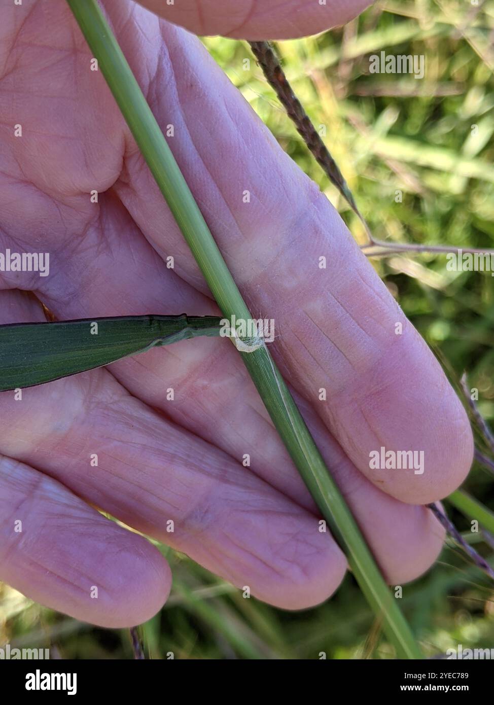 Chloris gayana hi-res stock photography and images - Alamy