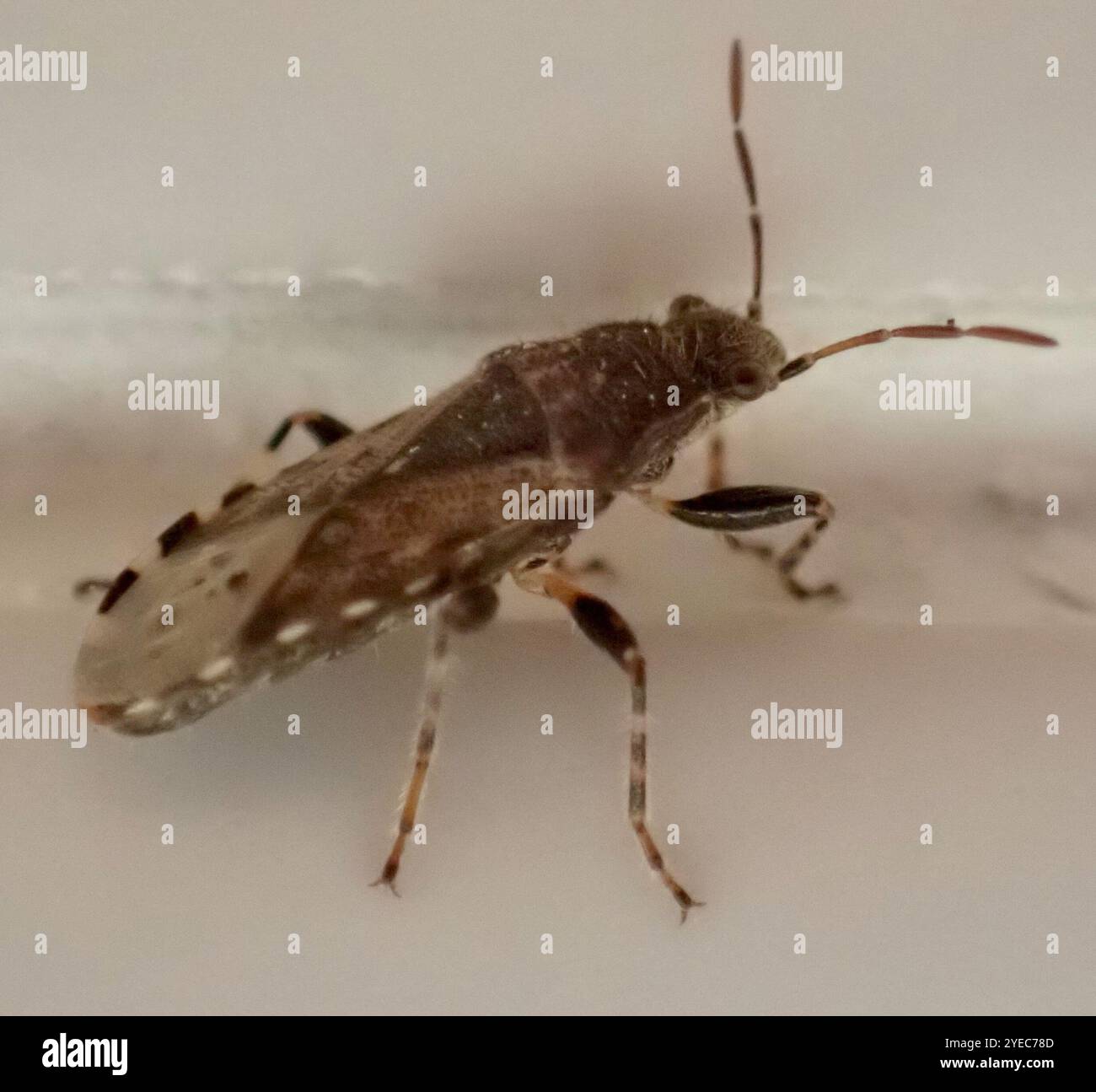 Nettle ground bug (Heterogaster urticae Stock Photo - Alamy