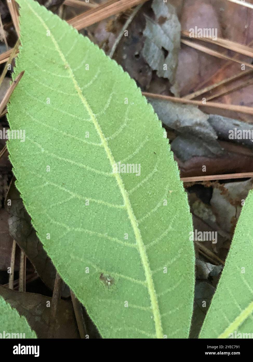 sand hickory (Carya pallida Stock Photo - Alamy