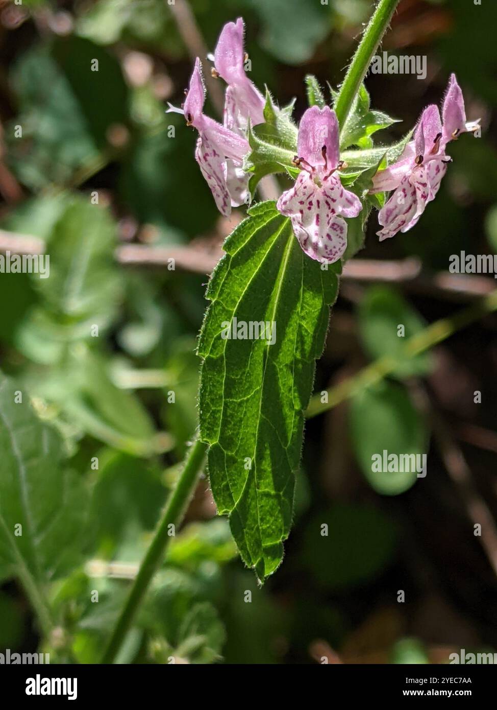 Rough Hedgenettle (Stachys rigida Stock Photo - Alamy