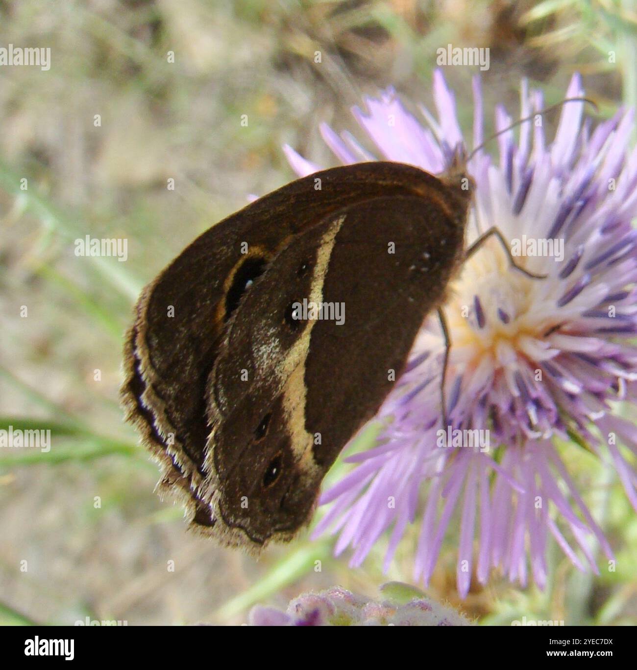Spanish Gatekeeper (Pyronia bathseba Stock Photo - Alamy