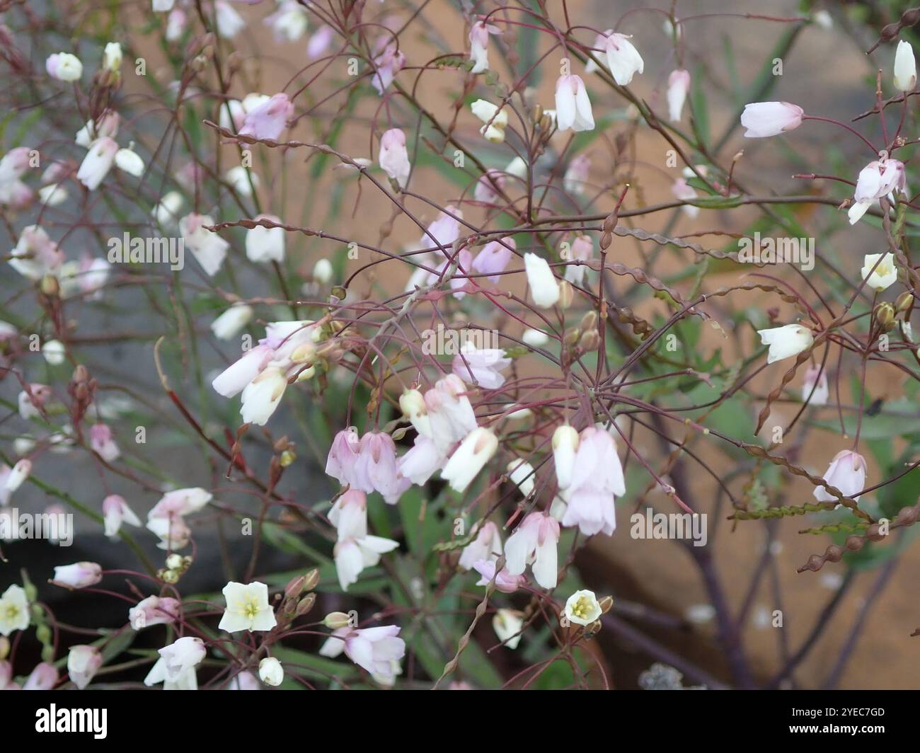 persimmon family (Ebenaceae Stock Photo - Alamy