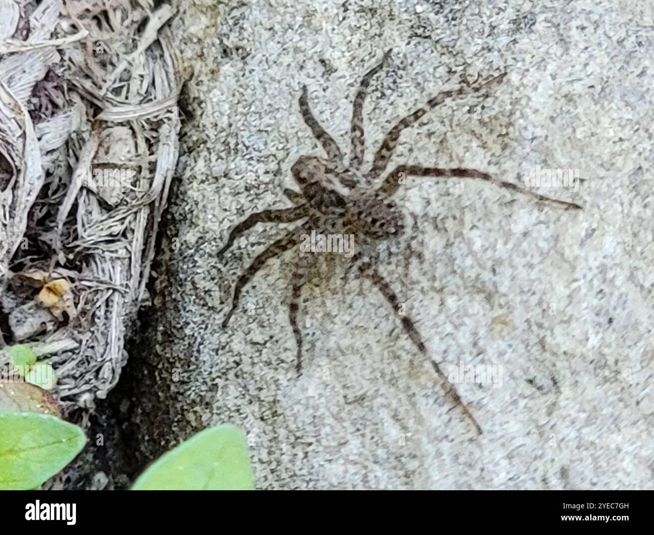 Thin-legged Wolf Spiders (Pardosa Stock Photo - Alamy