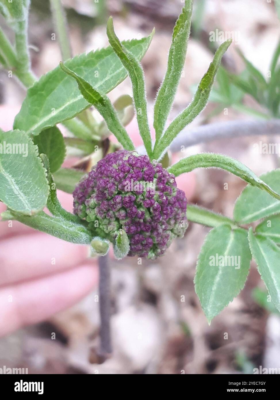 Eastern Red Elder (Sambucus racemosa pubens Stock Photo - Alamy