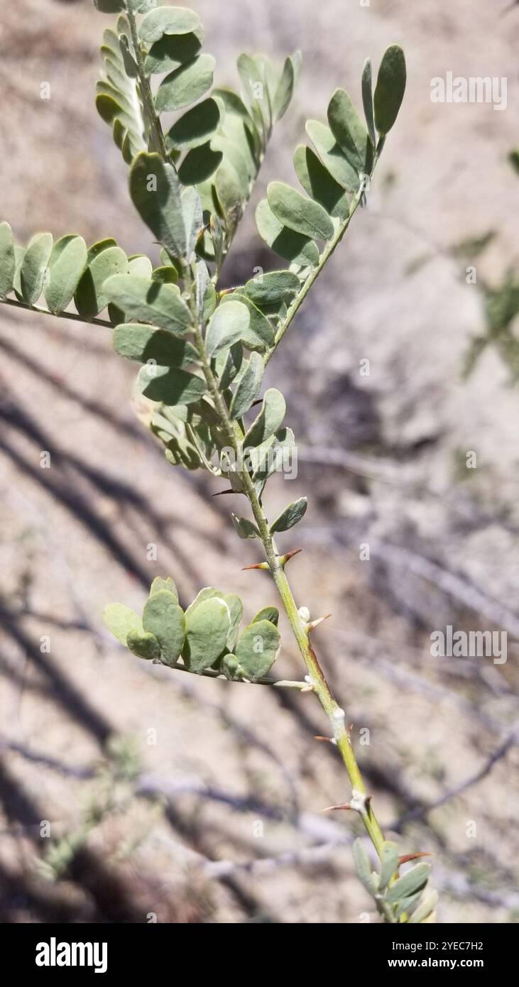 desert ironwood (Olneya tesota Stock Photo - Alamy