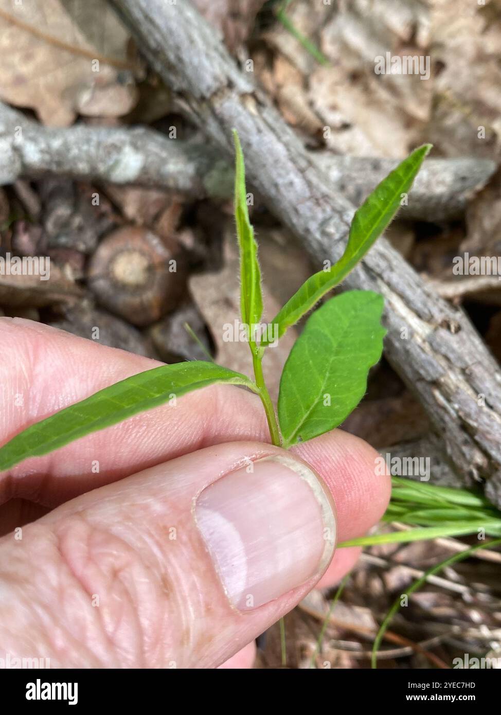 False Flowering Spurge (Euphorbia pubentissima Stock Photo - Alamy