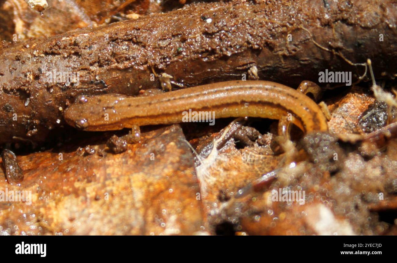 Chamberlain's Dwarf Salamander (Eurycea chamberlaini Stock Photo - Alamy