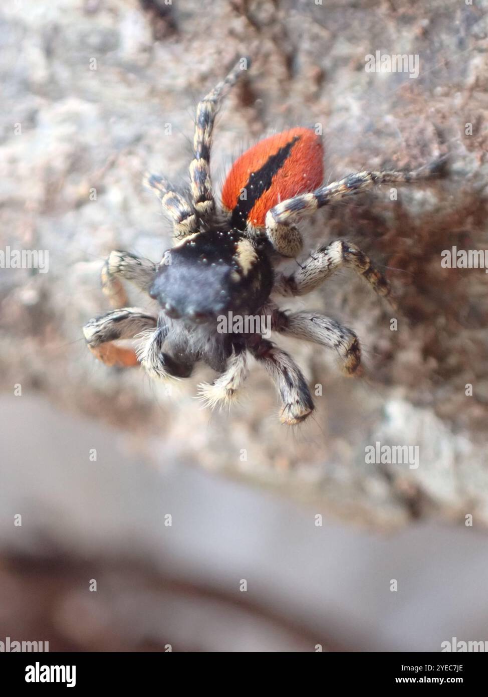 Red-bellied Jumping Spider (Philaeus chrysops Stock Photo - Alamy