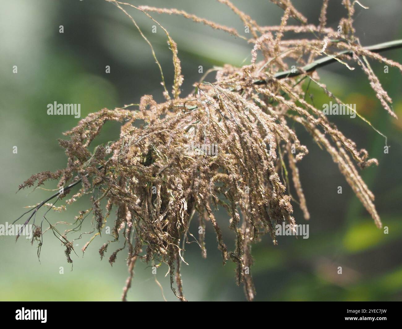 Nepalese Broom Grass (Thysanolaena latifolia Stock Photo - Alamy