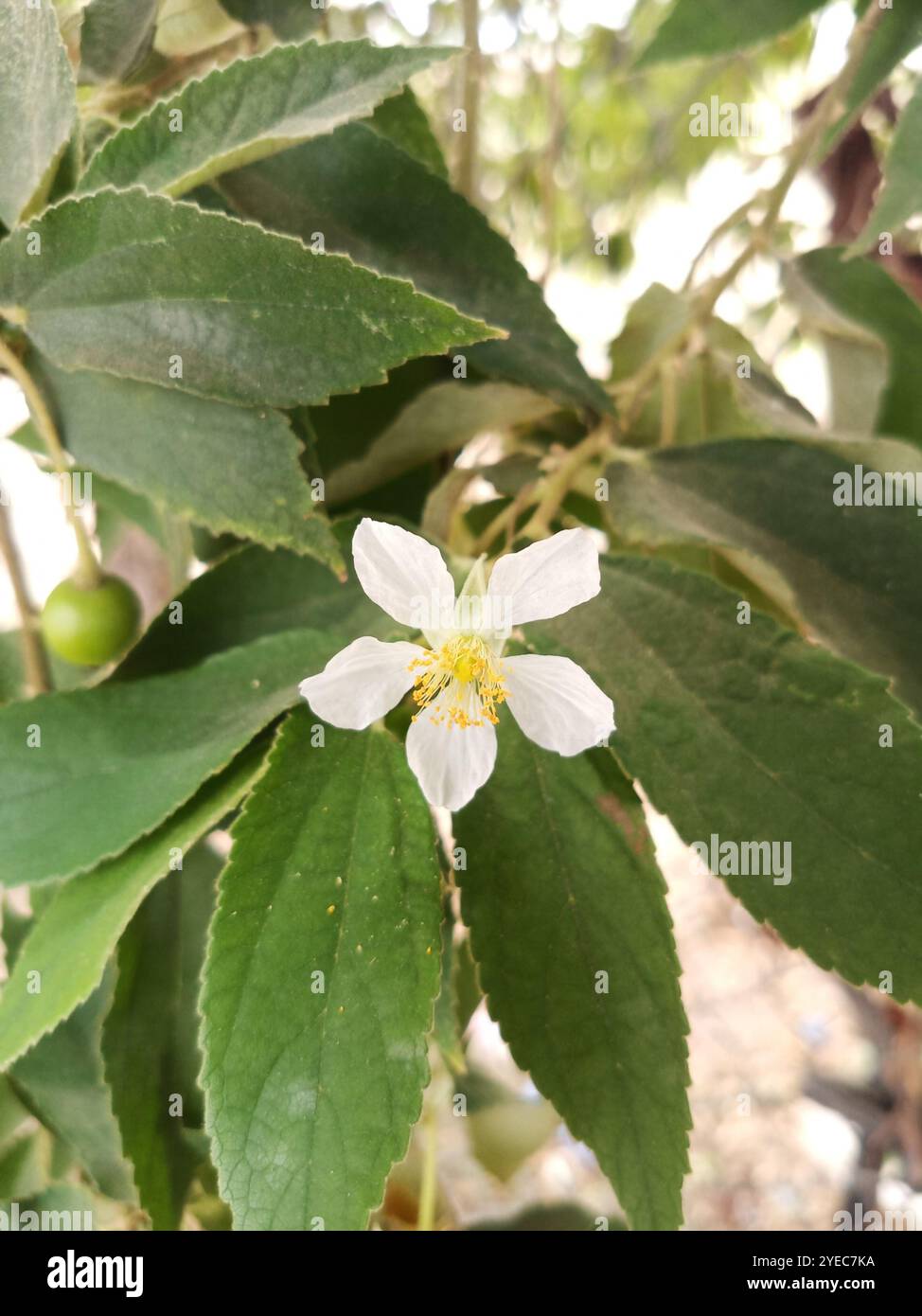 Calabur tree hi-res stock photography and images - Alamy