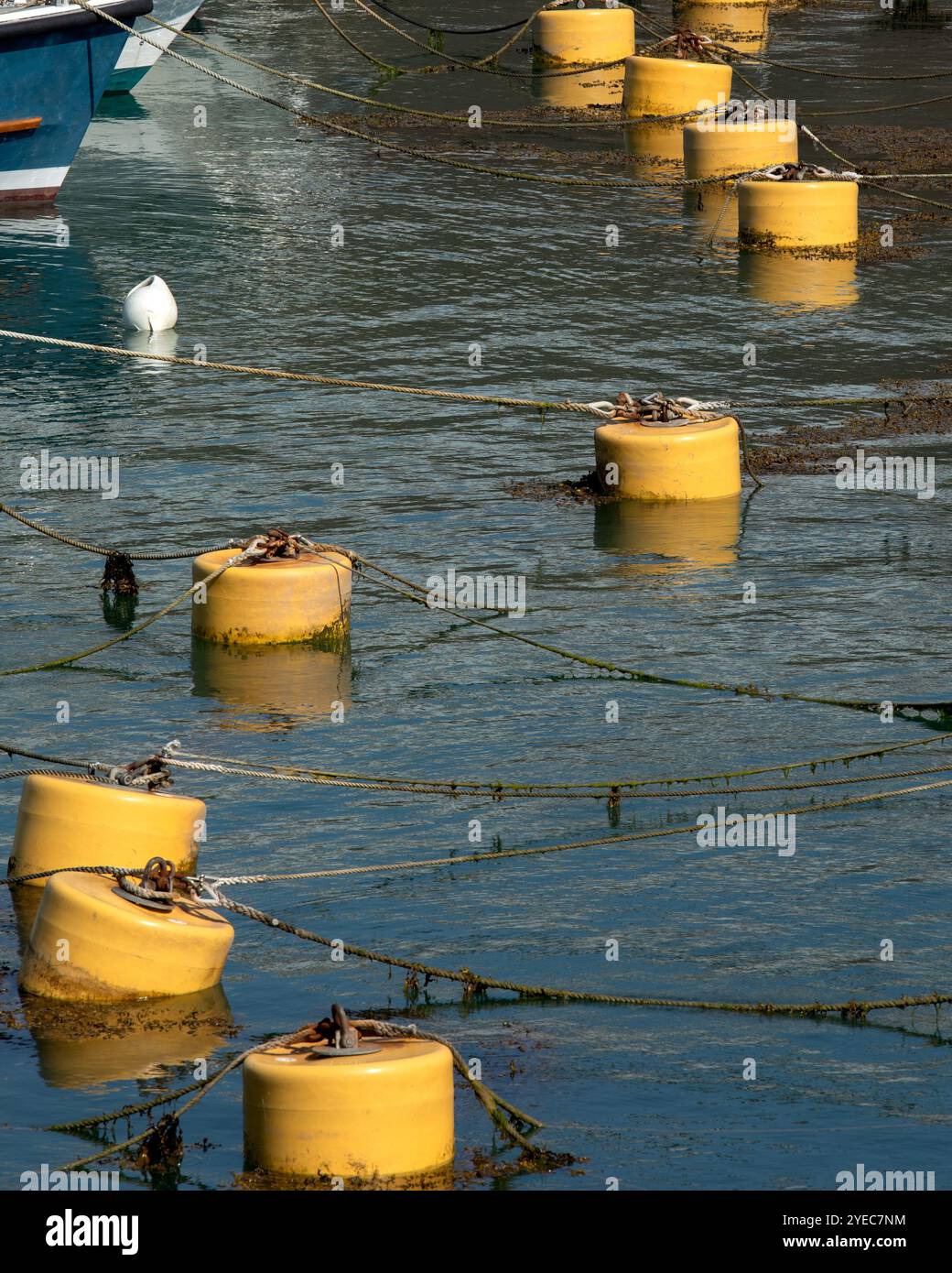 Yellow mooring buoys in water in a harbour Stock Photo - Alamy