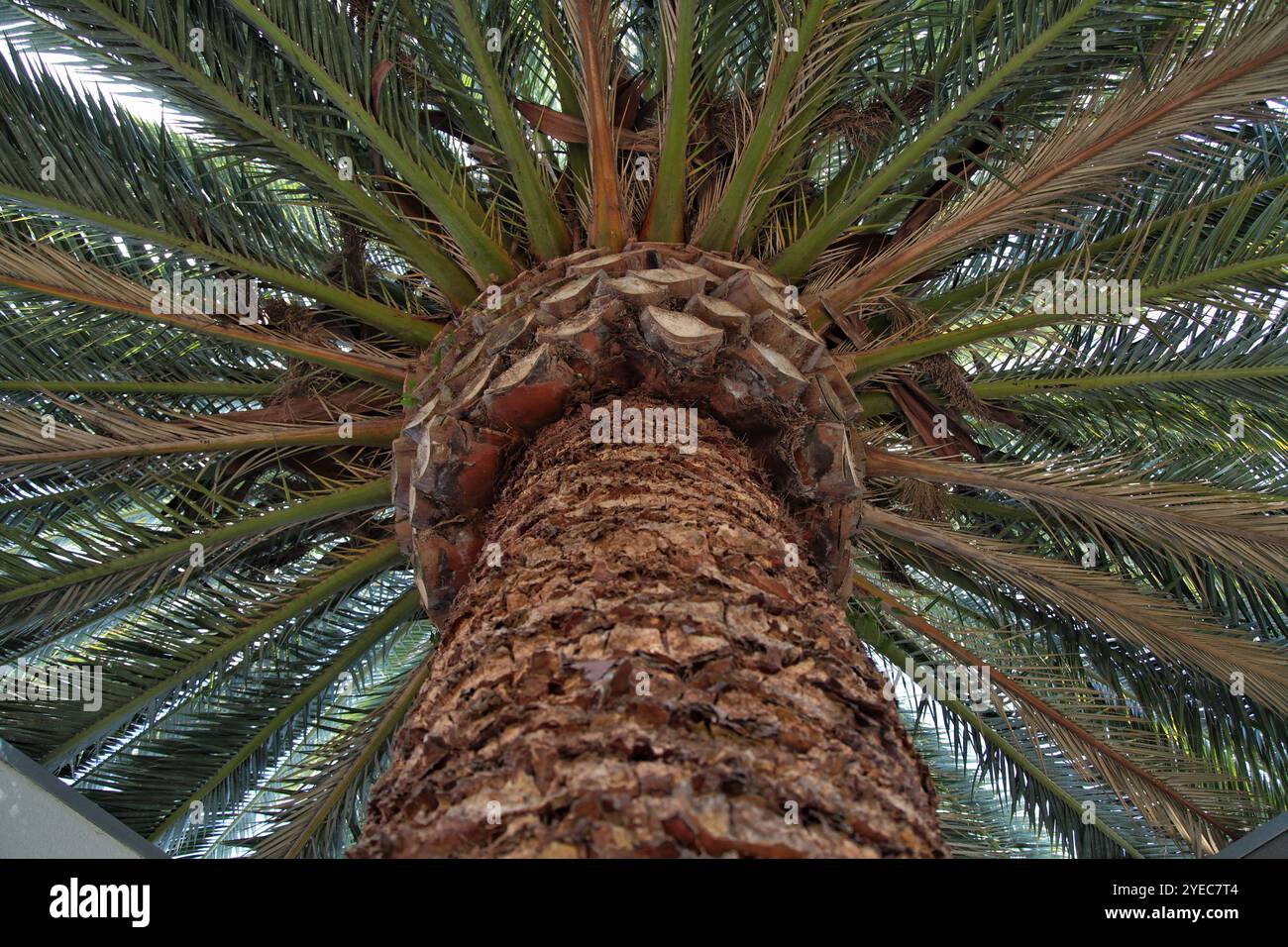 giant palm tree from underneath Stock Photo - Alamy