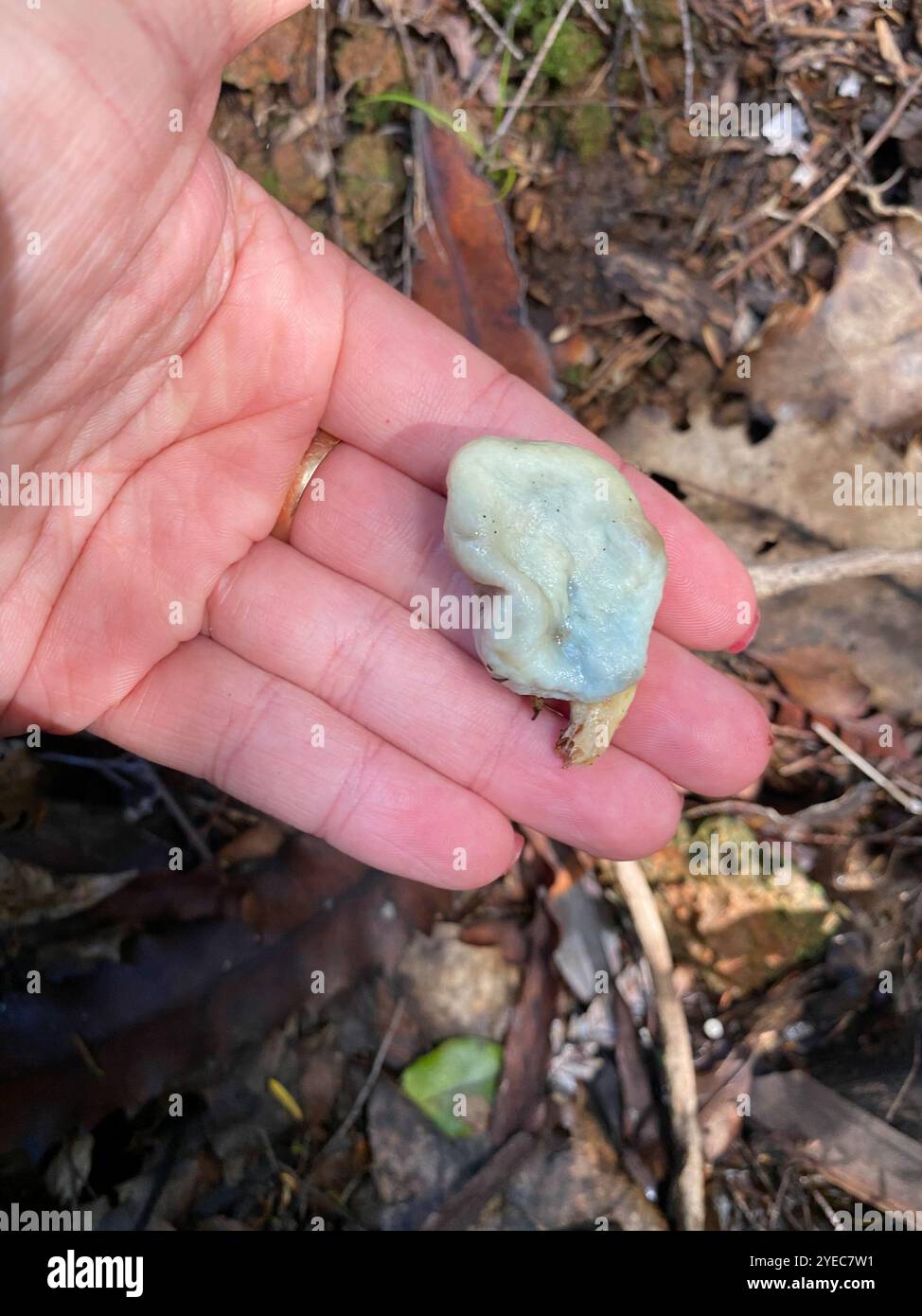 Blue Pouch Fungus (Clavogaster virescens Stock Photo - Alamy