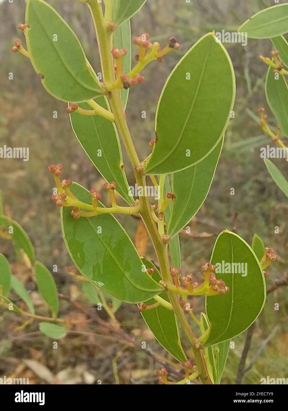 Myrtle Wattle (Acacia myrtifolia Stock Photo - Alamy