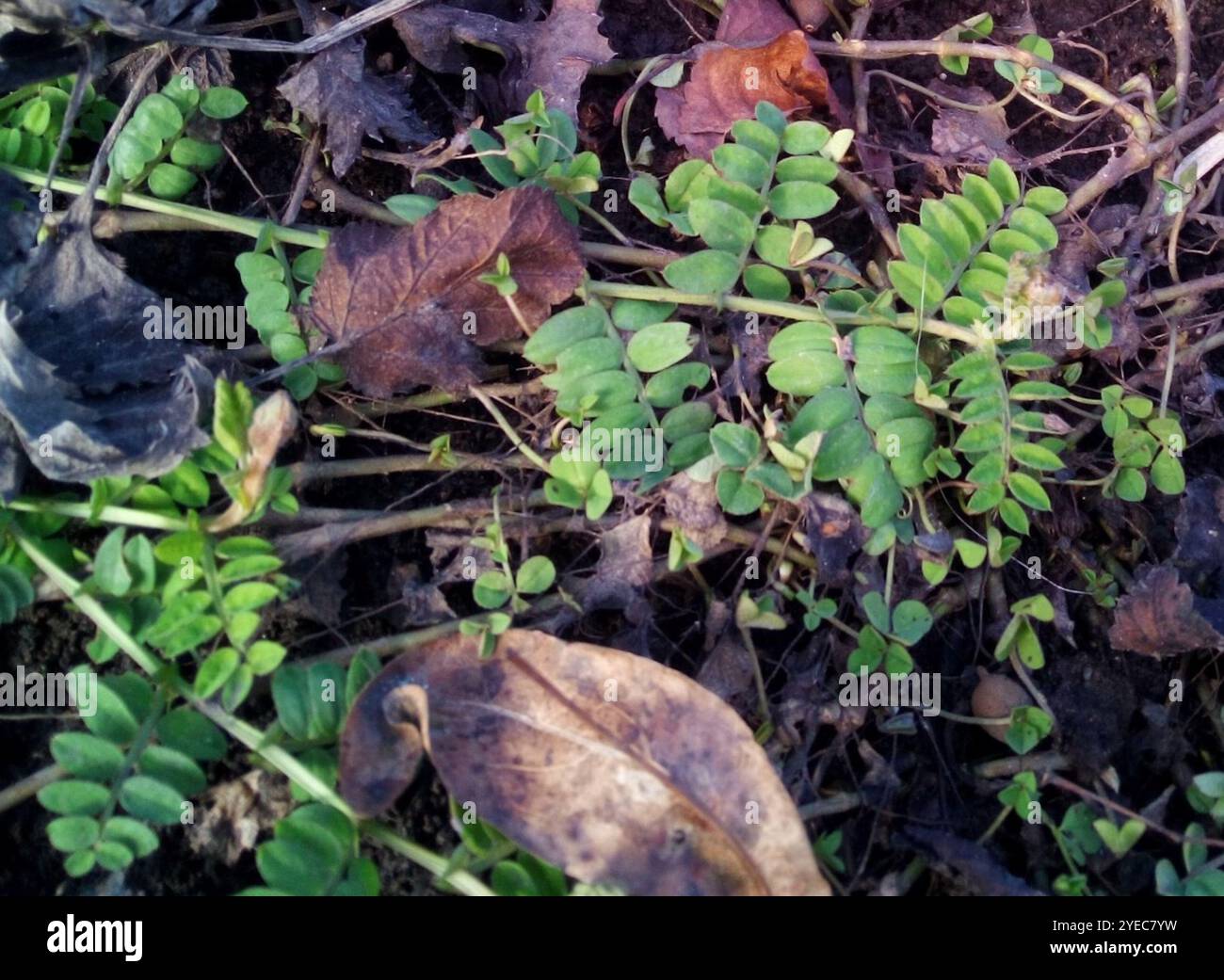 Wood Vetch (Vicia sylvatica Stock Photo - Alamy