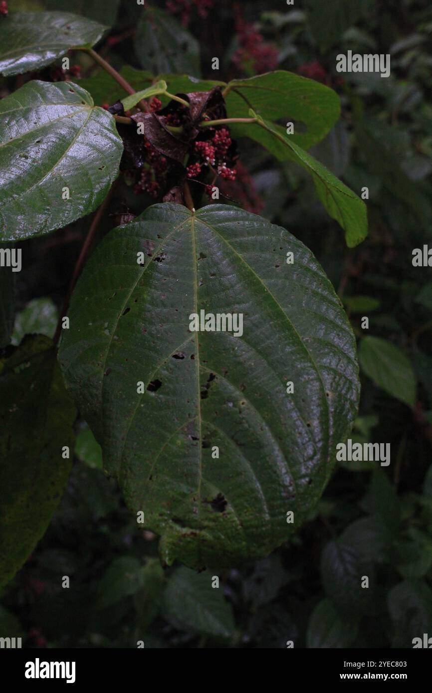 Scratchbush (Urera baccifera Stock Photo - Alamy
