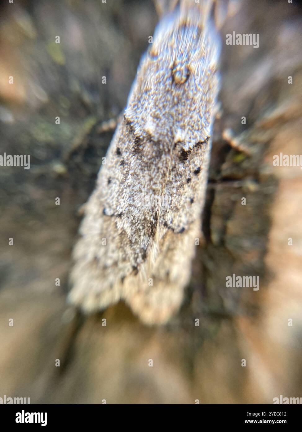 March Tubic (Diurnea fagella Stock Photo - Alamy