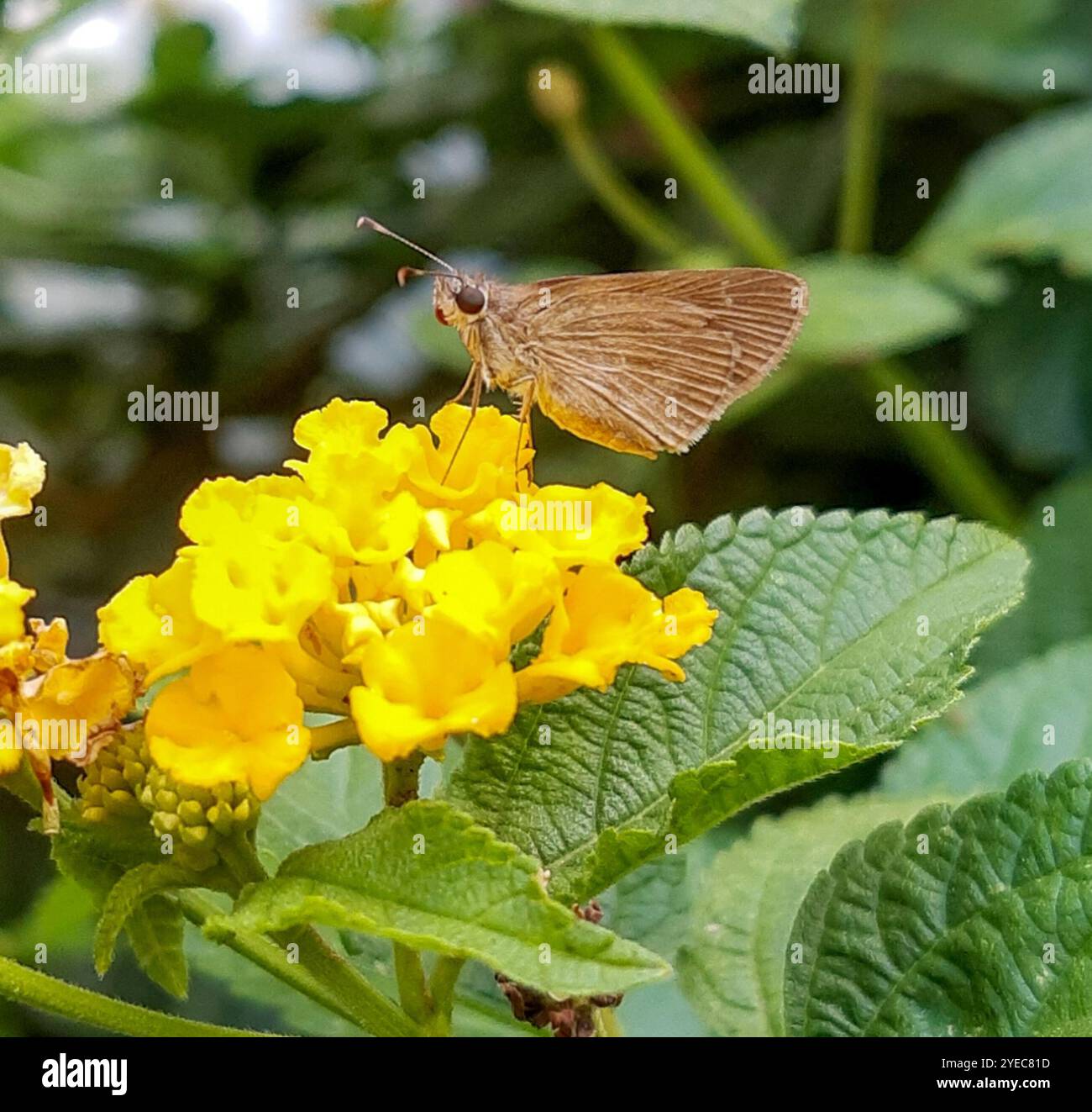 Three-spotted Skipper (Cymaenes tripunctus Stock Photo - Alamy