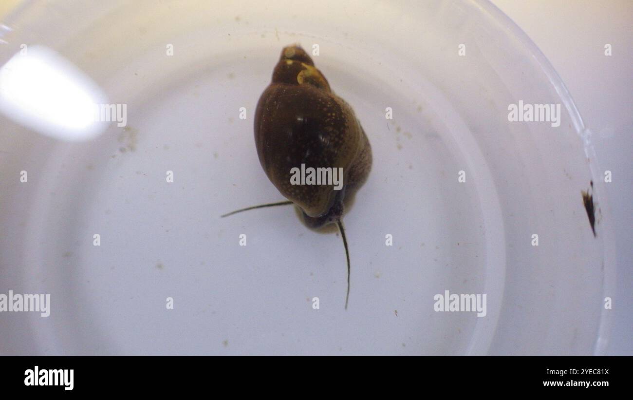 Bladder Snails (Physidae Stock Photo - Alamy