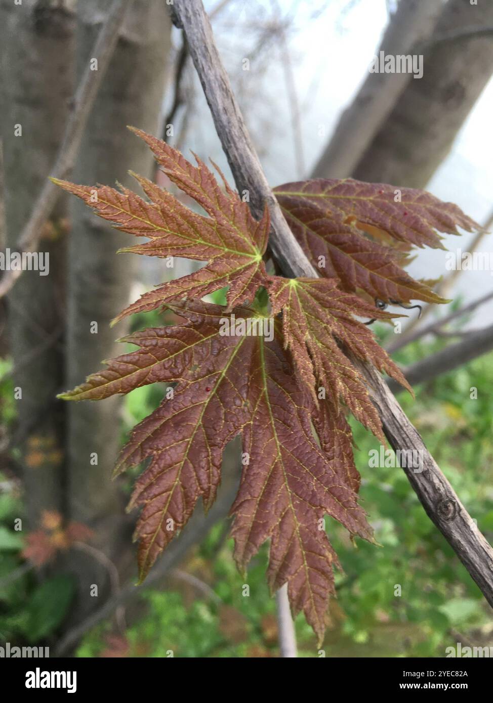 silver maple (Acer saccharinum Stock Photo - Alamy