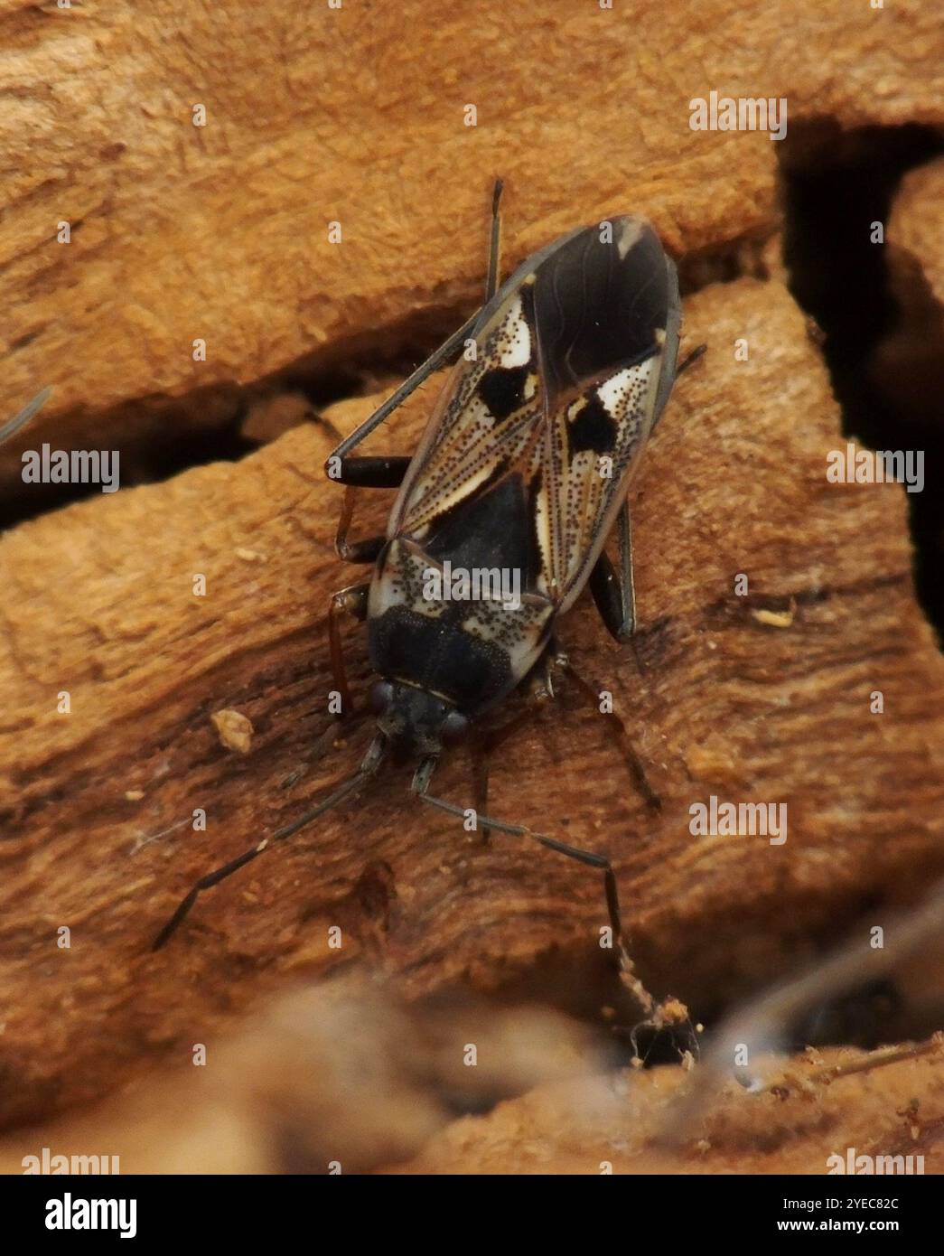 bright-spotted groundbug (Rhyparochromus vulgaris Stock Photo - Alamy