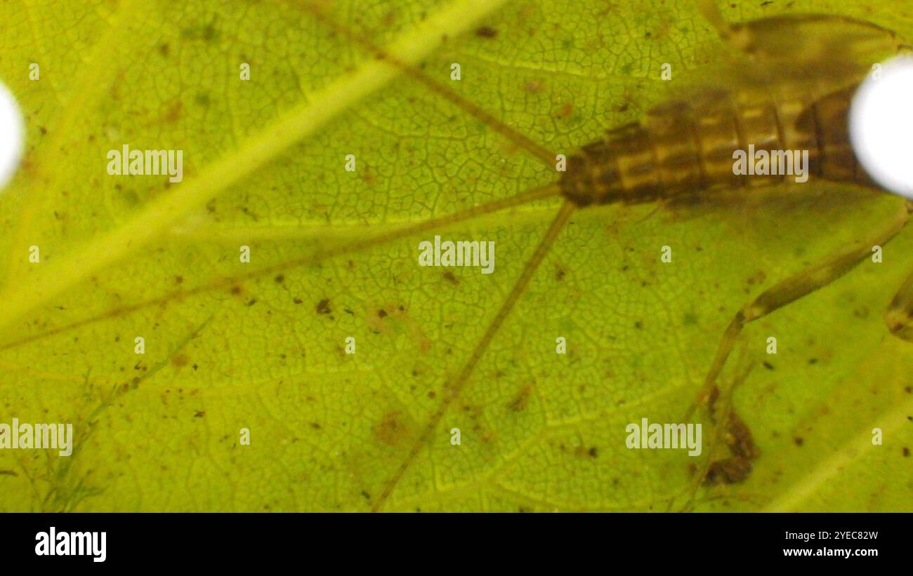 Orange Cahill (Stenacron interpunctatum Stock Photo - Alamy