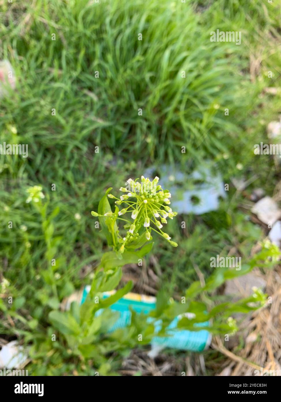 garlic penny-cress (Mummenhoffia alliacea Stock Photo - Alamy