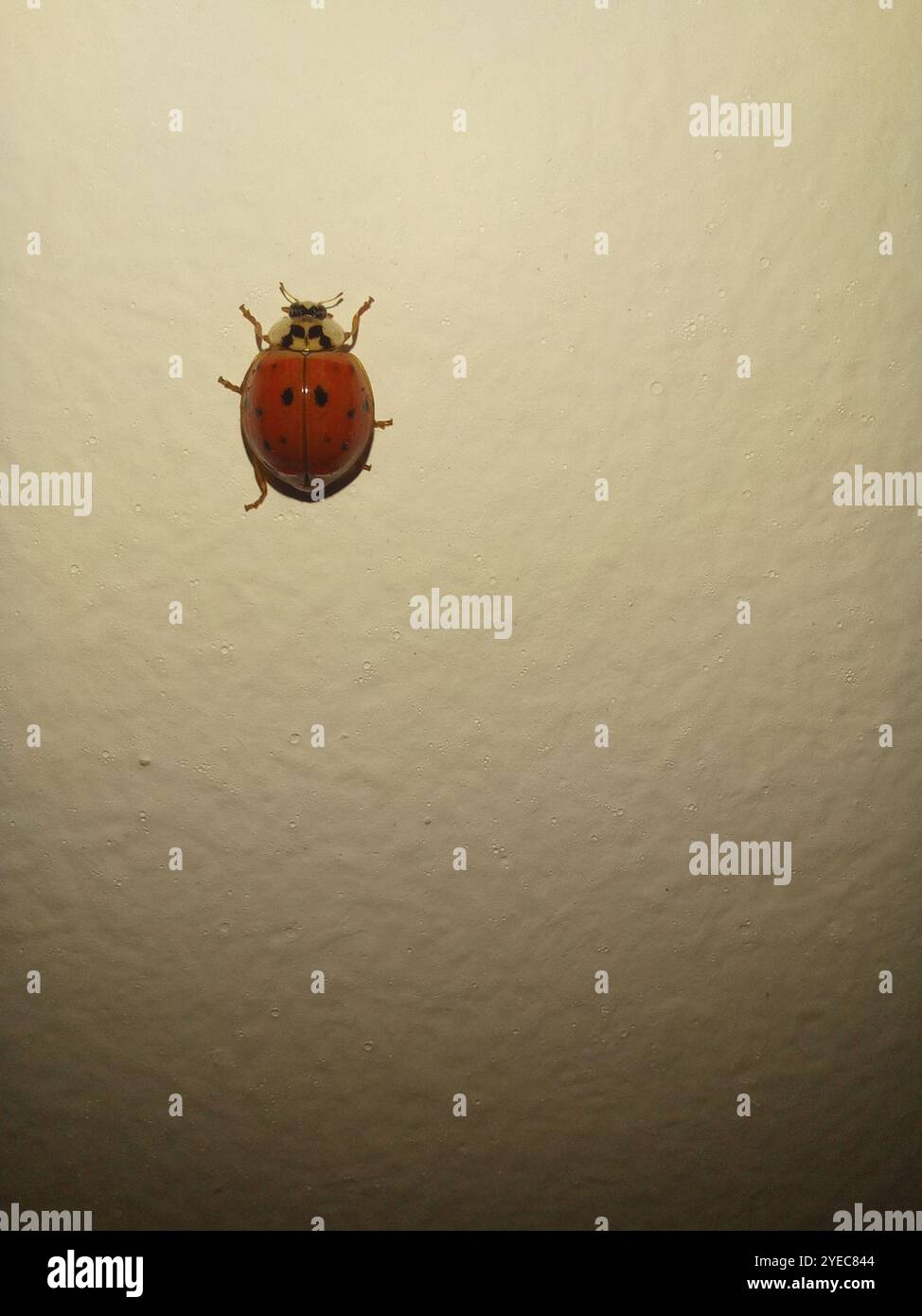 Asian Lady Beetle (Harmonia axyridis Stock Photo - Alamy