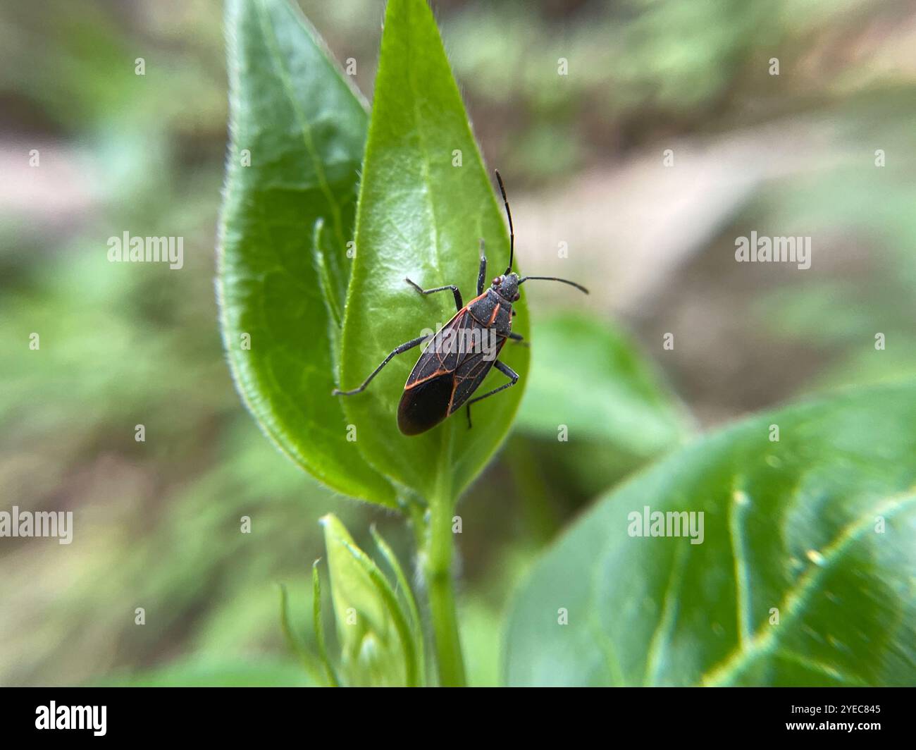 Western Boxelder Bug (Boisea rubrolineata Stock Photo - Alamy