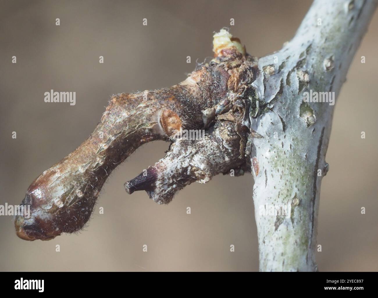 thornless honey locust (Gleditsia triacanthos inermis Stock Photo - Alamy